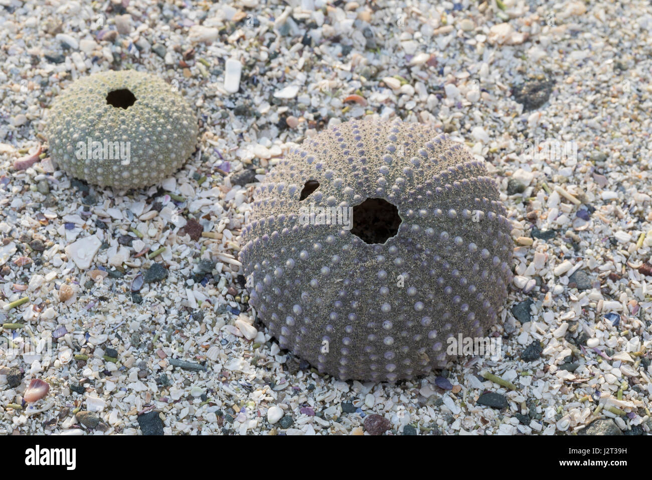 Seeigel skelett hi-res stock photography and images - Alamy