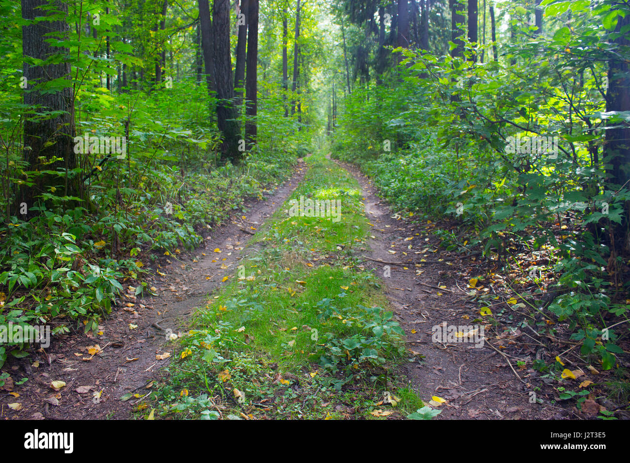 trail between trees in green forest. sunny Stock Photo - Alamy