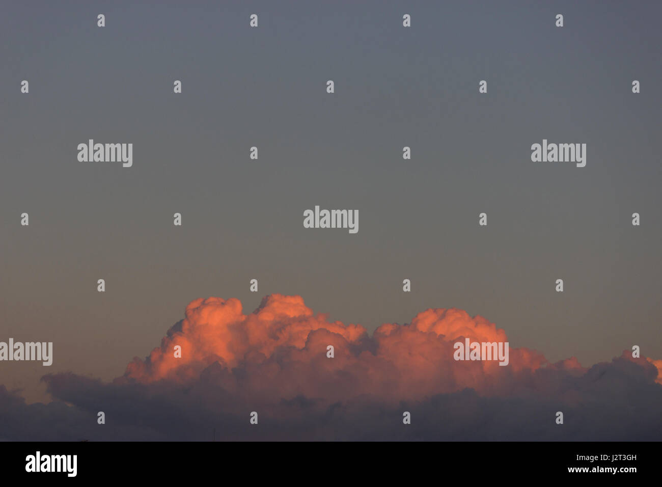 Blue sky with lots of pink clouds. sunset Stock Photo - Alamy