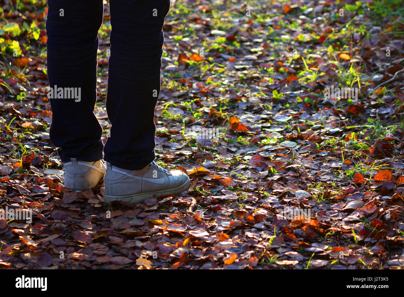 Feet sneakers walking on fall leaves in autumn Stock Photo - Alamy