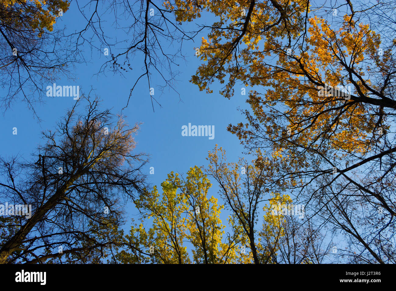 Autumn_trees hi-res stock photography and images - Alamy