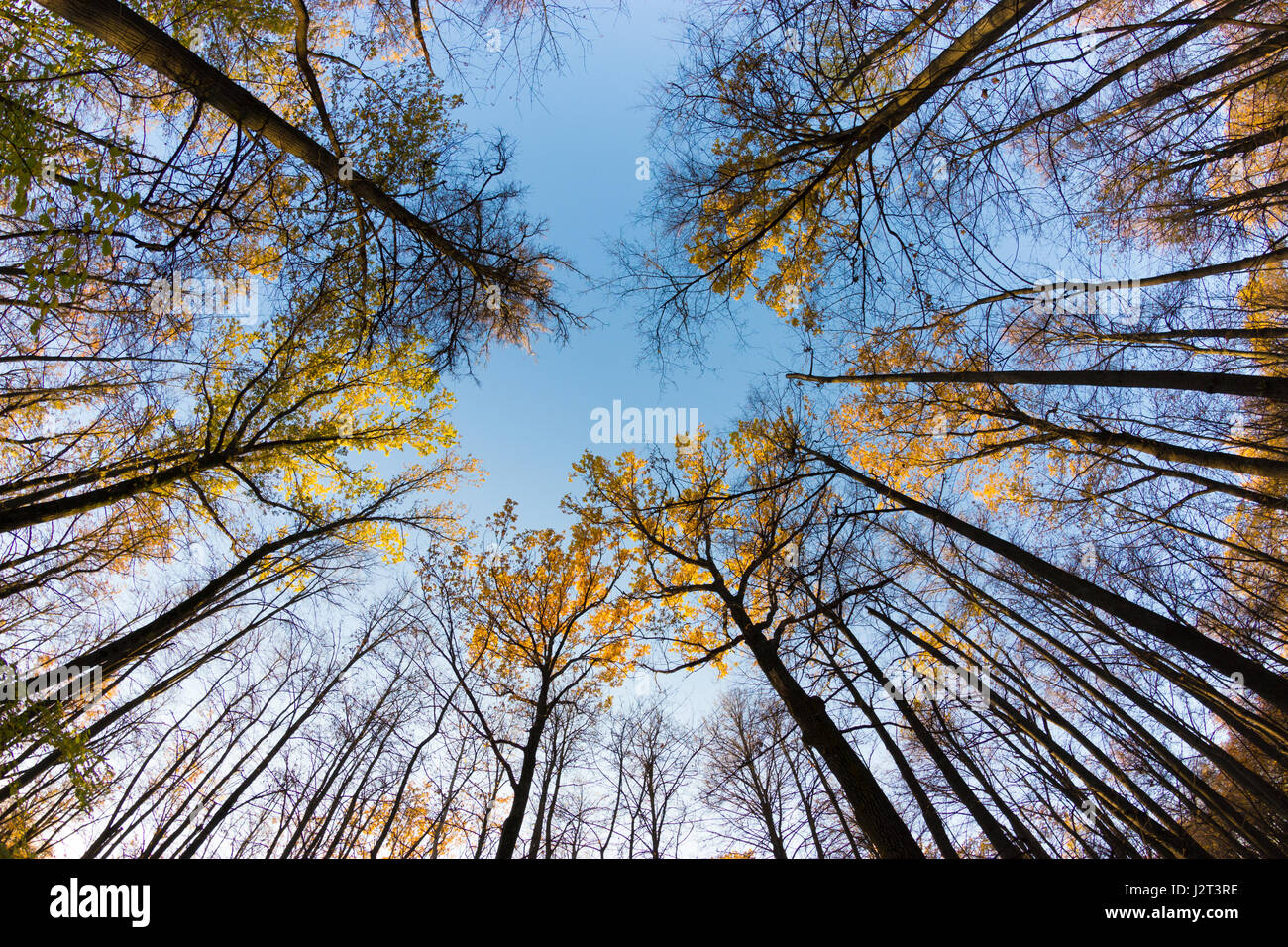 Autumntrees hi-res stock photography and images - Alamy