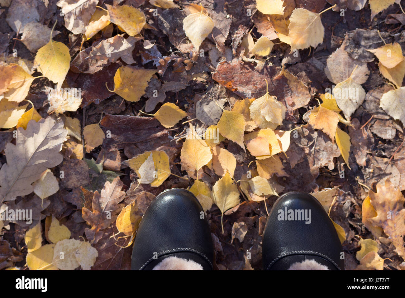 Women's legs in dark shoes standing on a yellow fall leaves to autumn ...