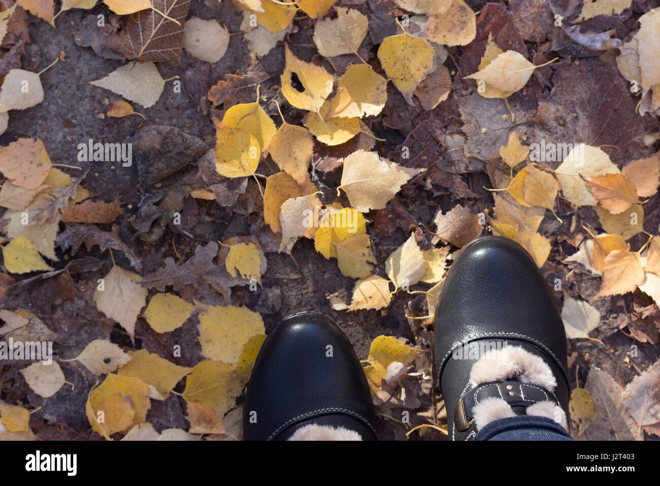 Women's legs in dark shoes standing on a yellow fall leaves to autumn ...