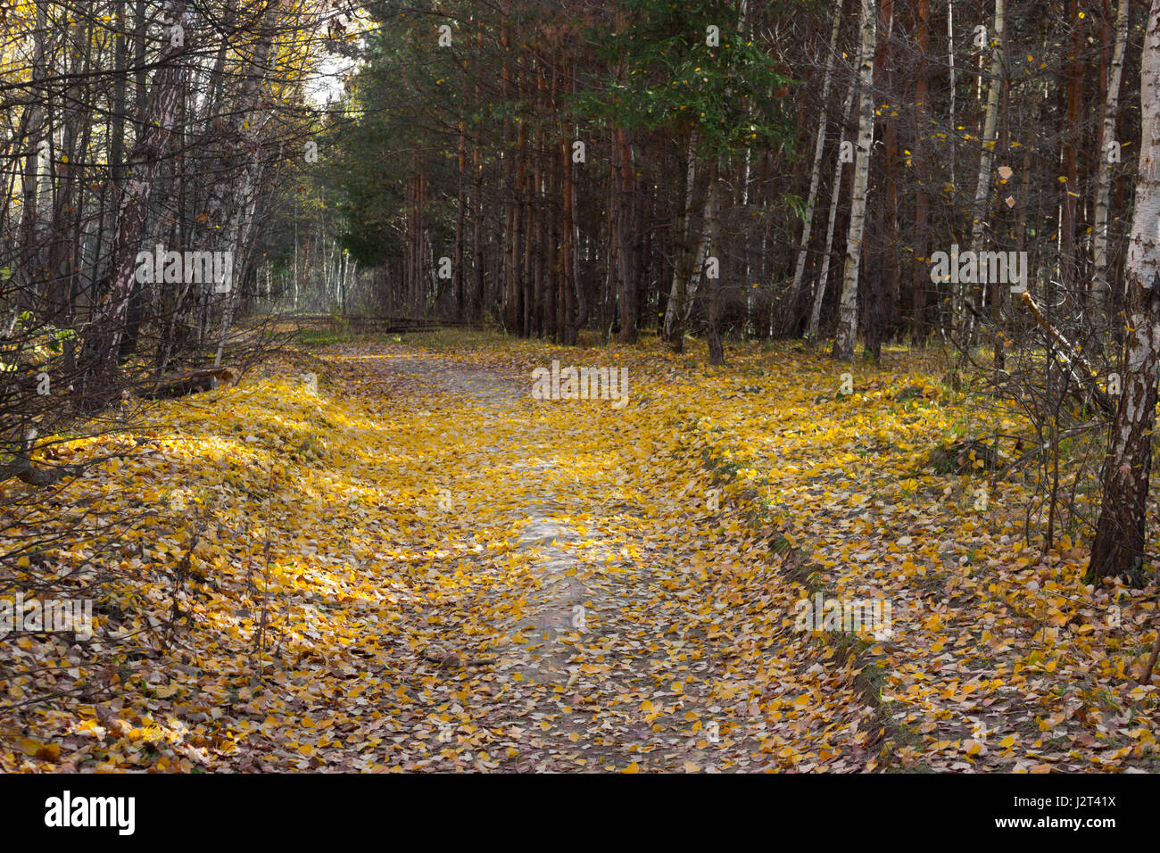The scene at beech park avenue hi-res stock photography and images - Alamy