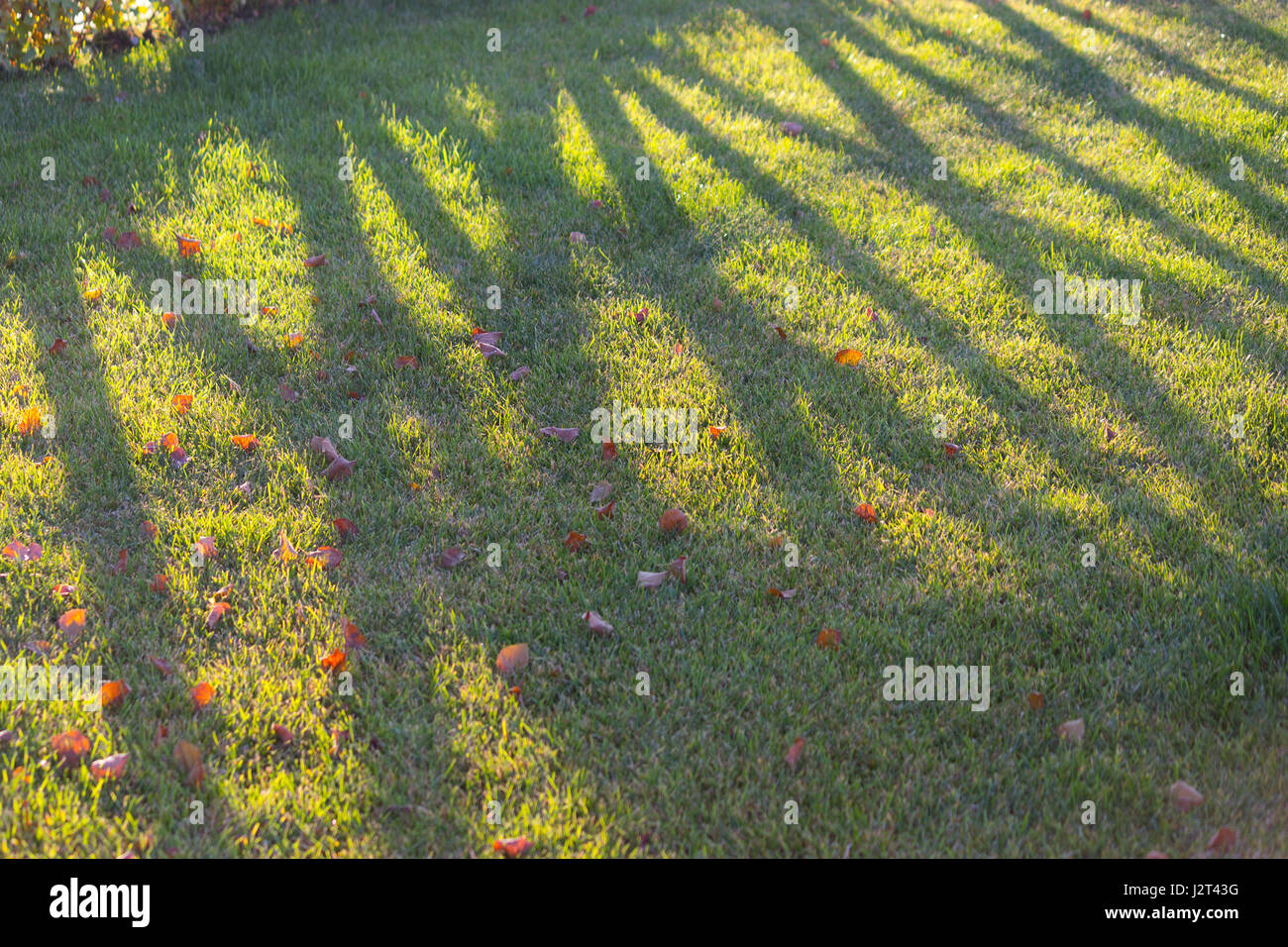 shadow of a fence on green lawn Stock Photo - Alamy