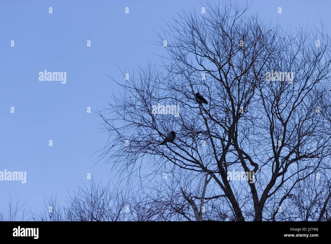 Crow sit on dead tree trunk. Horror background Stock Photo - Alamy