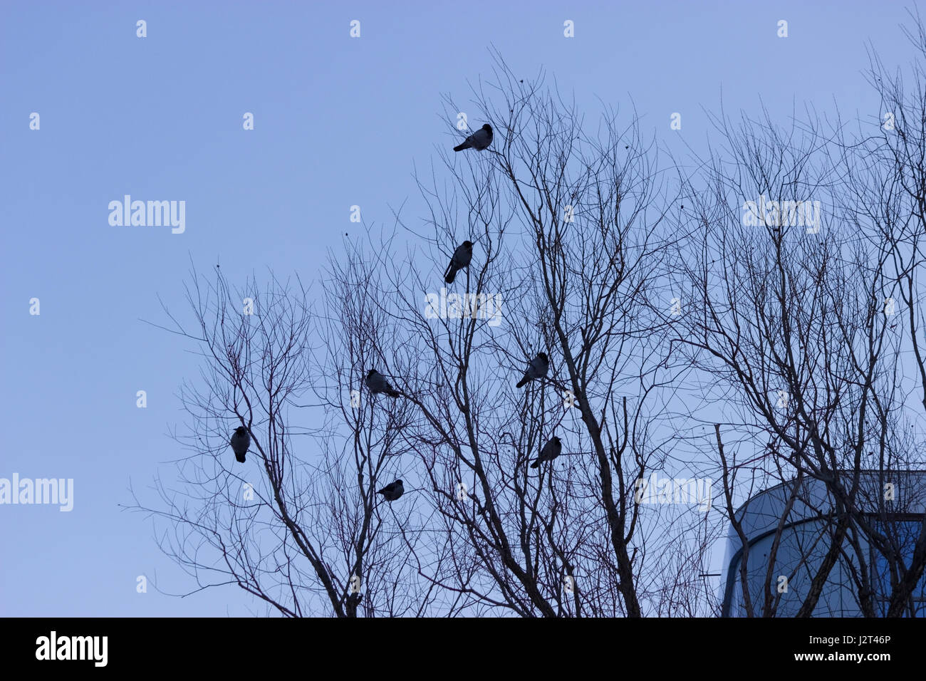 Crow sit on dead tree trunk. Horror background Stock Photo - Alamy