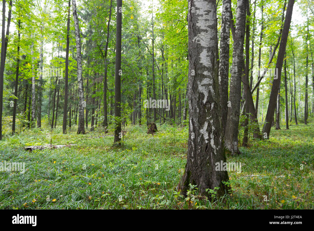 green spring forest. daylight. the simple background Stock Photo - Alamy