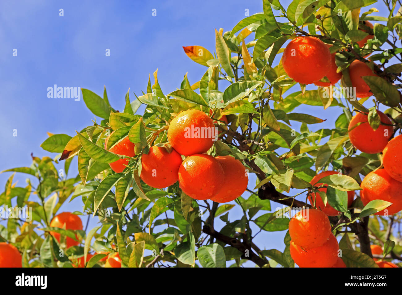 Oranges fruit tree hi-res stock photography and images - Alamy