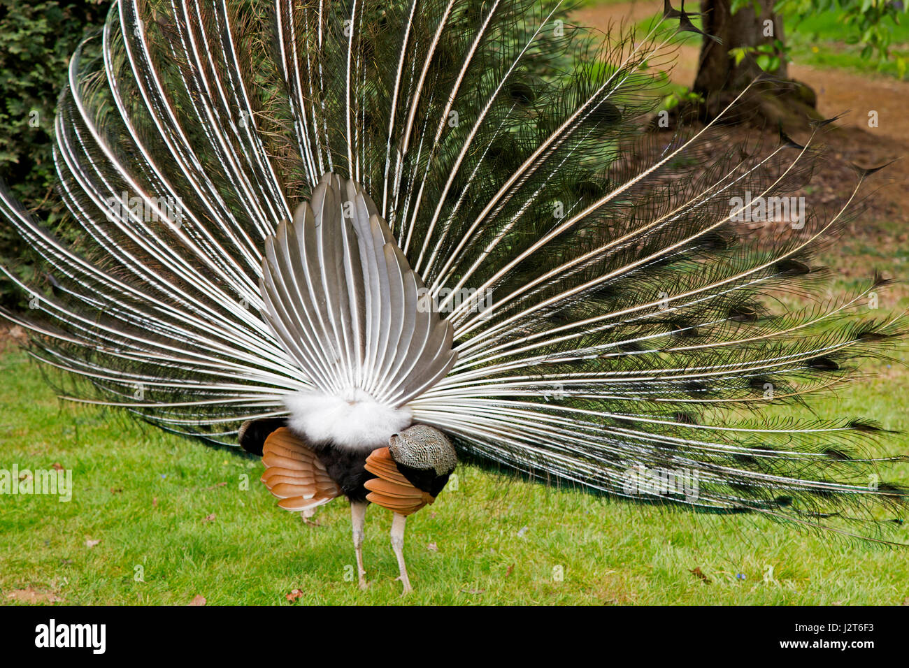 Peacock peahen courting hi-res stock photography and images - Alamy