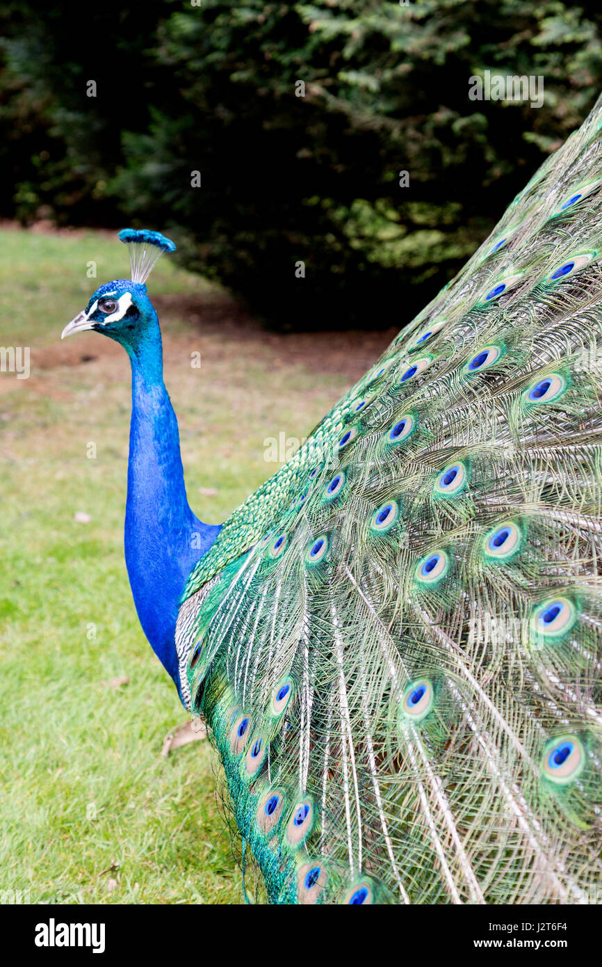 Peacock peahen courting hi-res stock photography and images - Alamy