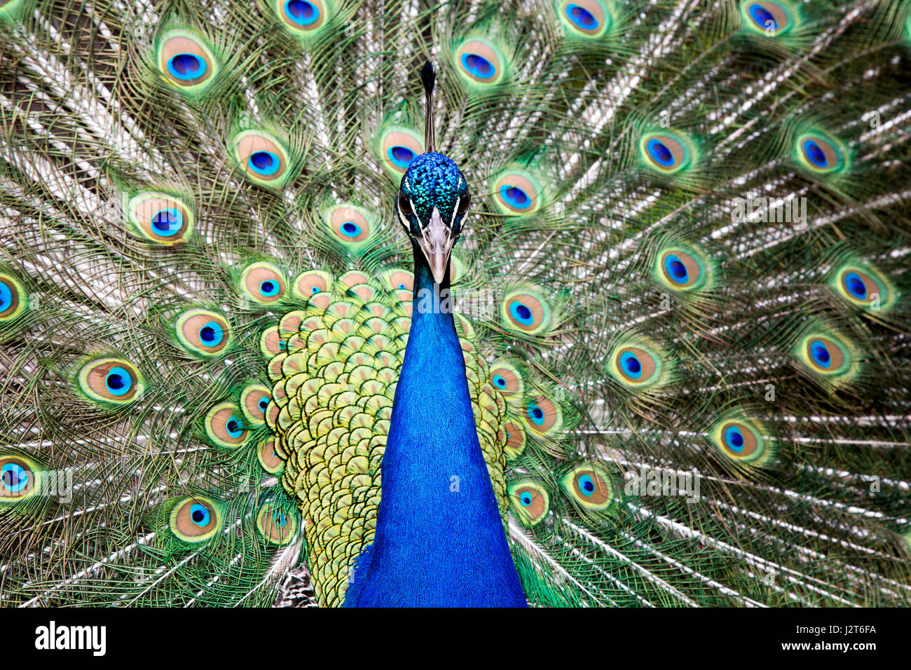 Front-on portrait of a Peahen, part of the Phasianidae family of game ...