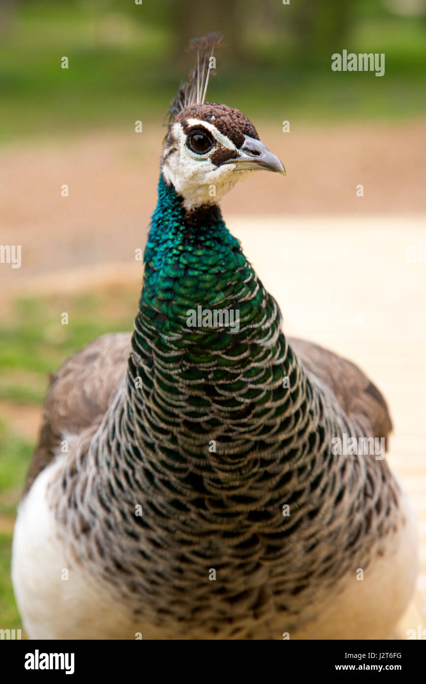 A portrait close-up of a Peahen Stock Photo - Alamy