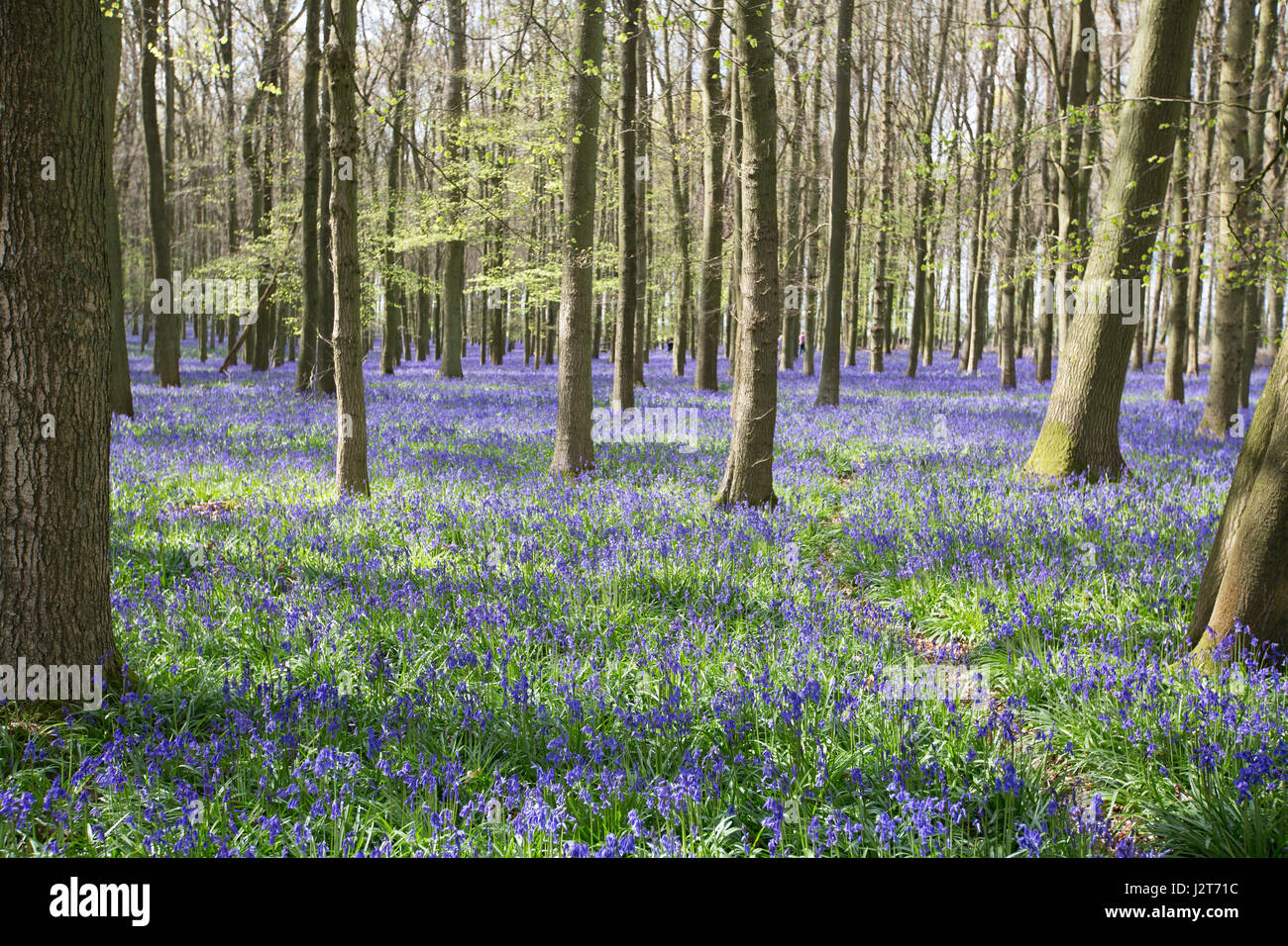 Bluebells at the National Trust Dockey Wood Hertfordshire Stock Photo ...