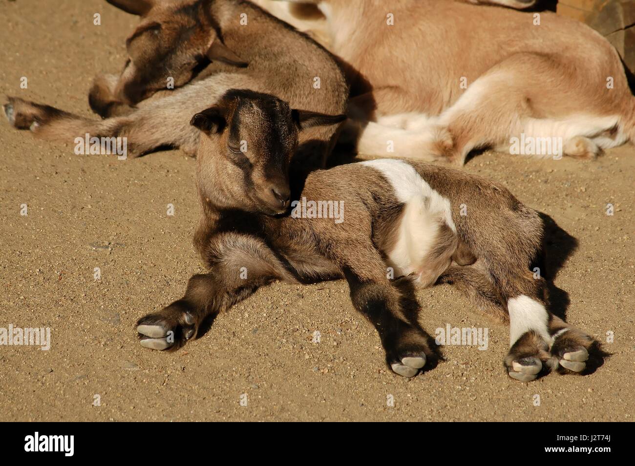 Lying goat in zoo Stock Photo - Alamy