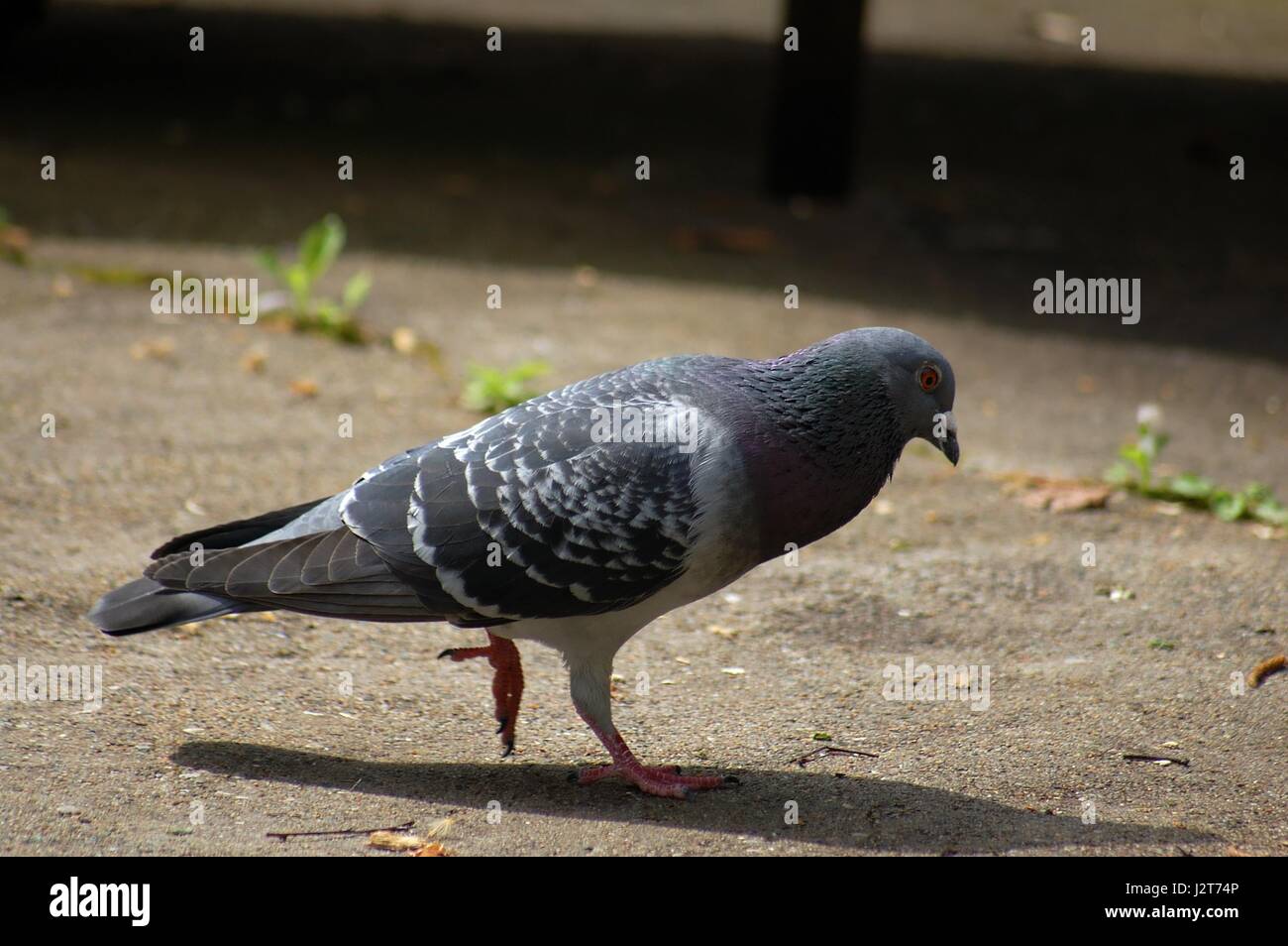 Dove in zoo Stock Photo - Alamy