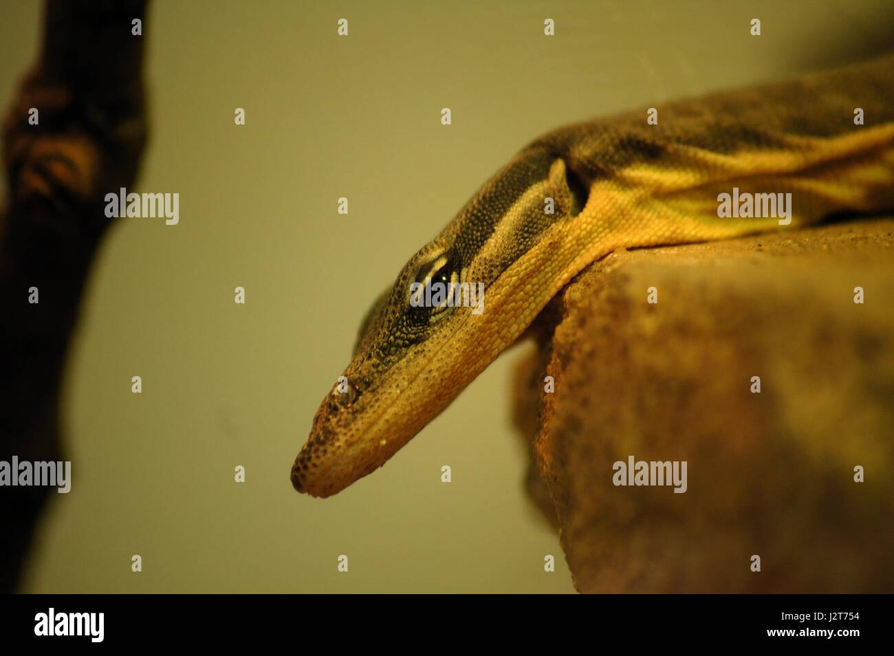 Relaxed snake hi-res stock photography and images - Alamy