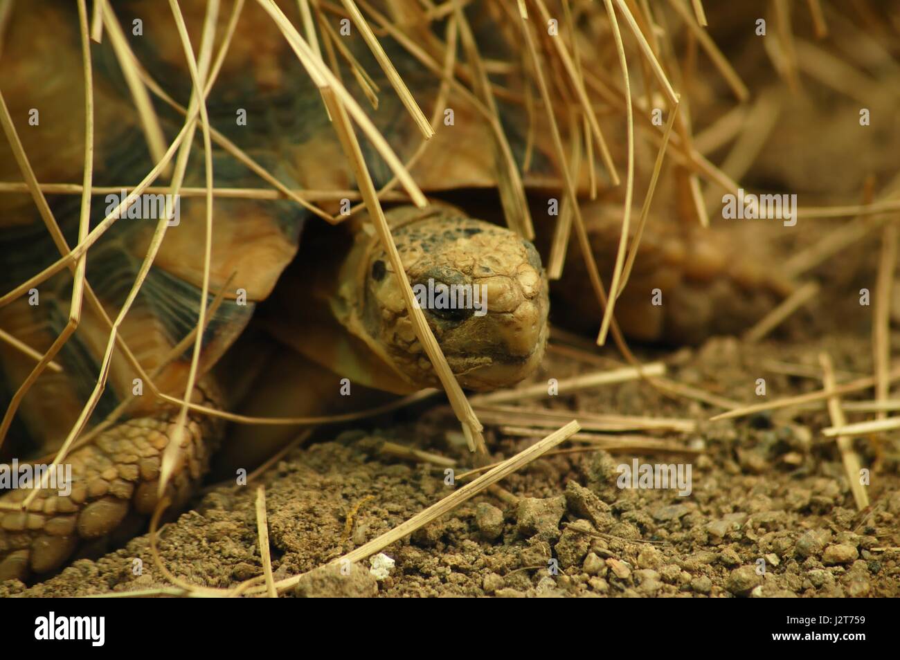 Attentive turtle hi-res stock photography and images - Alamy