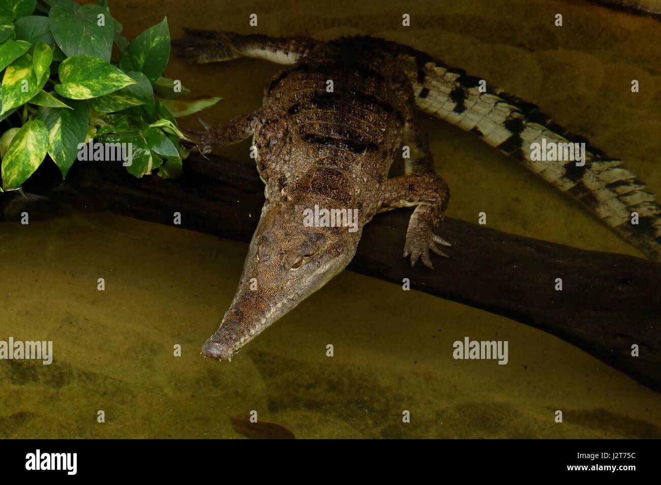 Alligator in zoo Stock Photo - Alamy