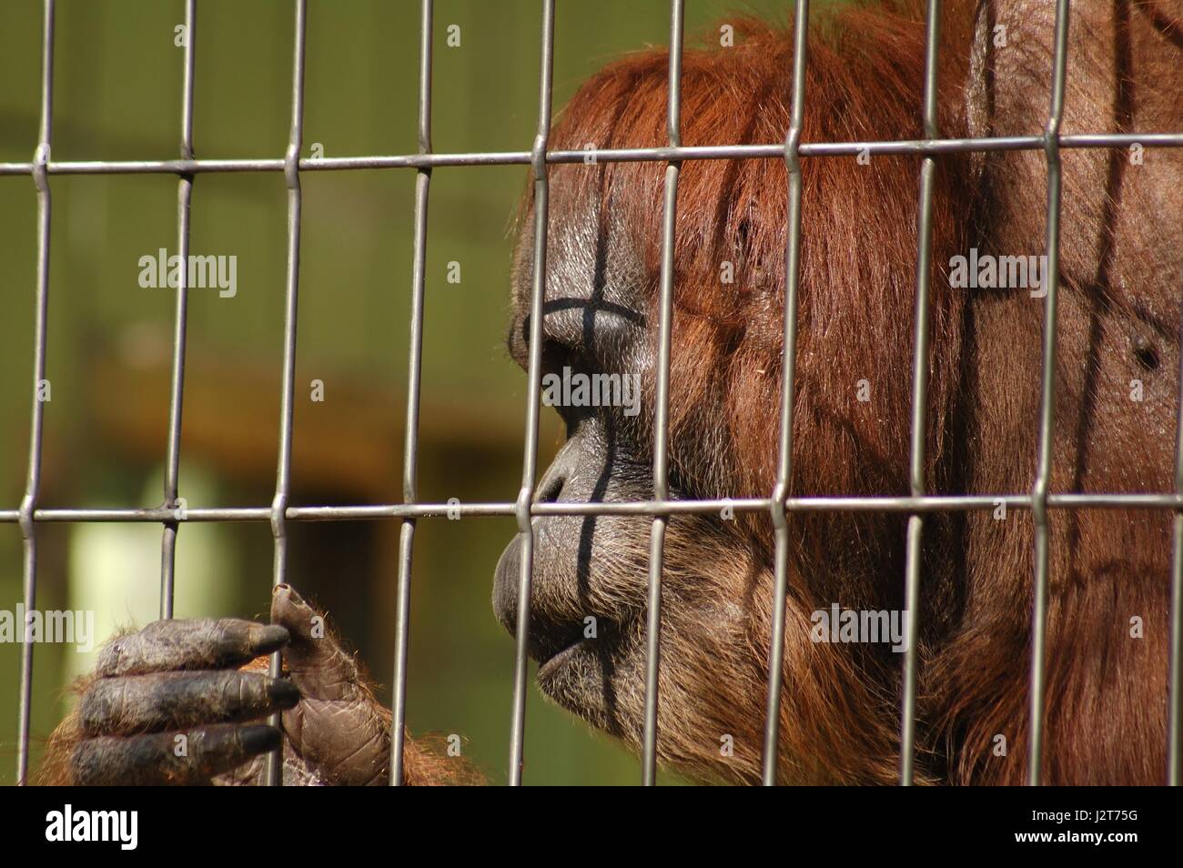 Monkey/Ape/Orangutan in Zoo Stock Photo - Alamy