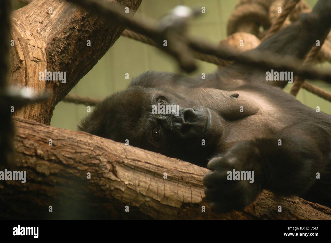 Gorilla in zoo hi-res stock photography and images - Alamy