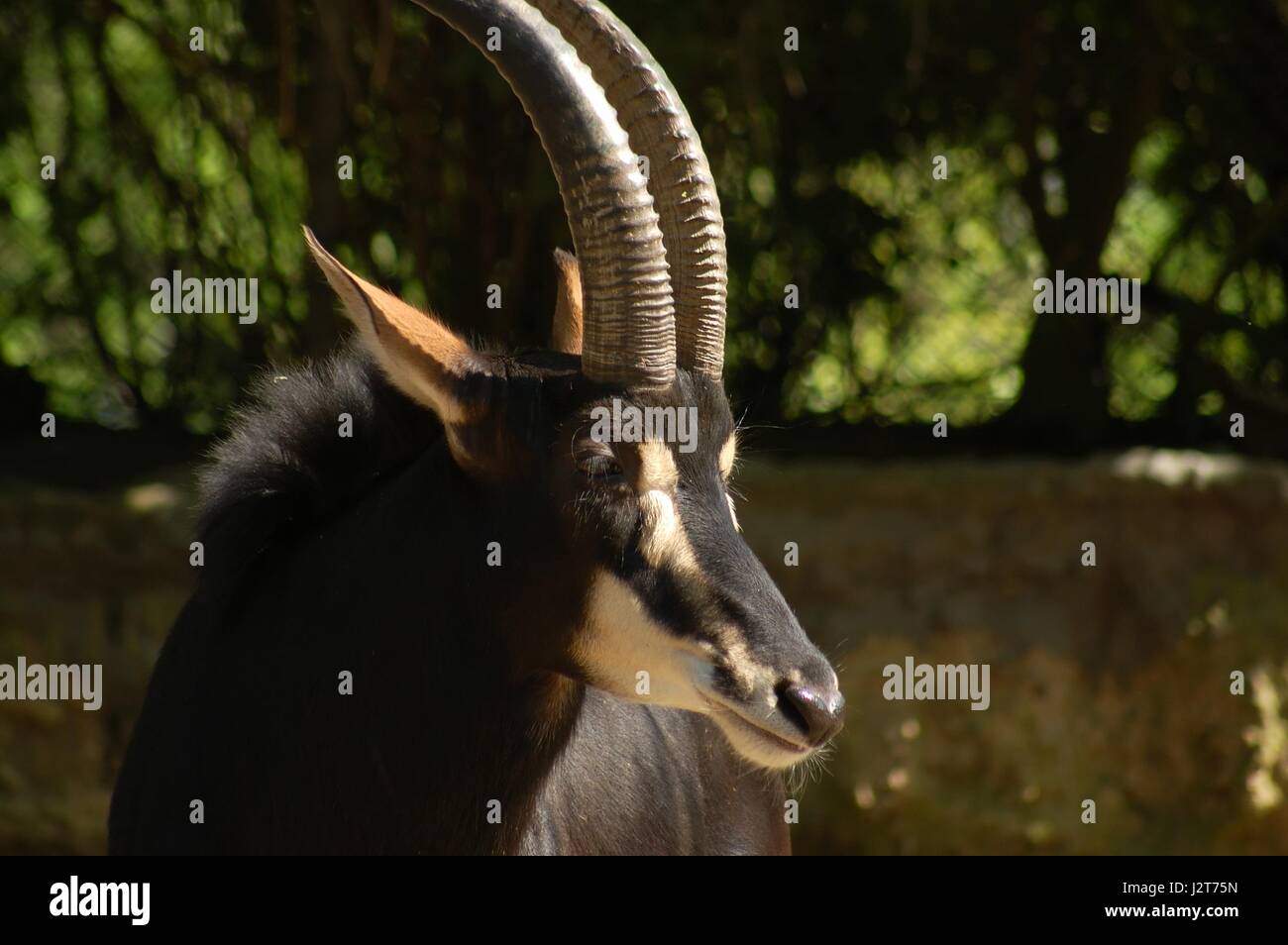 Feather horns hi-res stock photography and images - Alamy