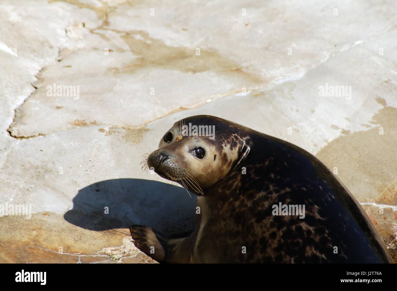 Seal in zoo Stock Photo - Alamy