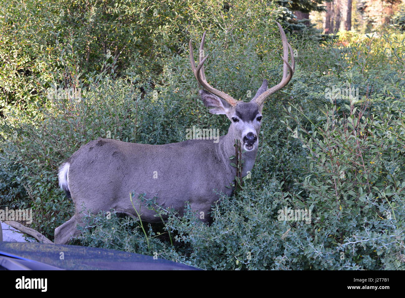 Deer in the wild Stock Photo - Alamy