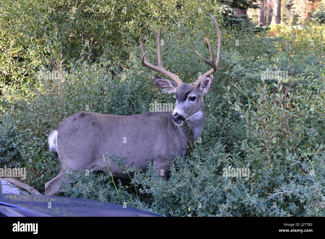 Deer in the wild Stock Photo - Alamy