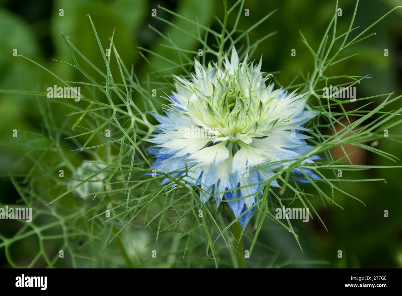 Nigella flower hi-res stock photography and images - Alamy