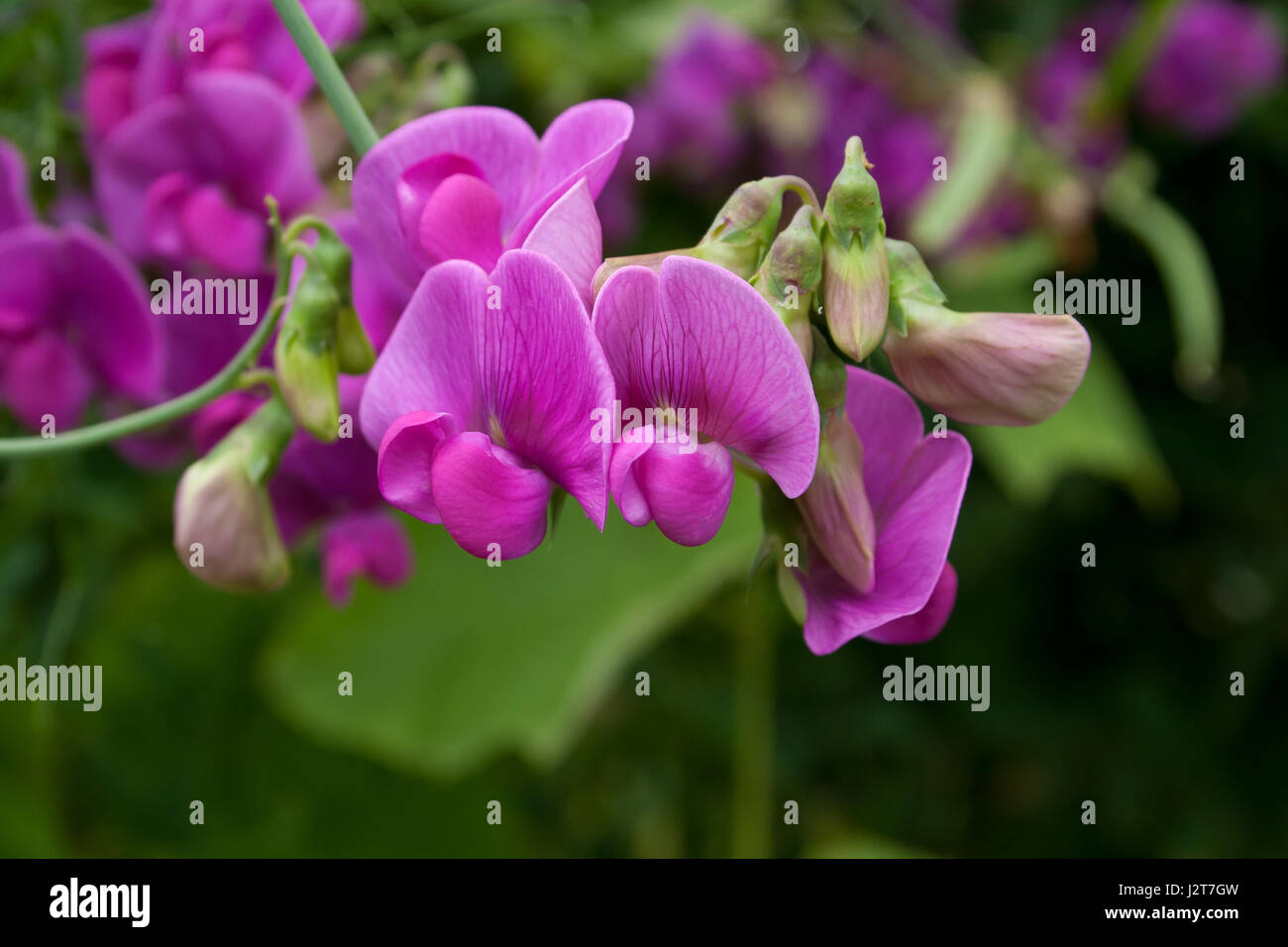 Wild flowers detail hi-res stock photography and images - Alamy