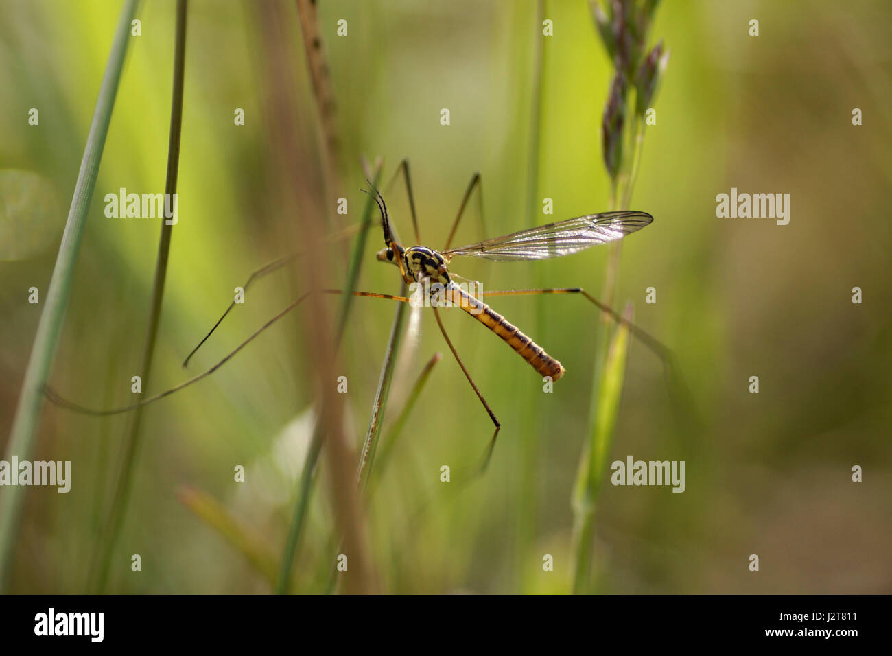 Nephrotoma hi-res stock photography and images - Alamy