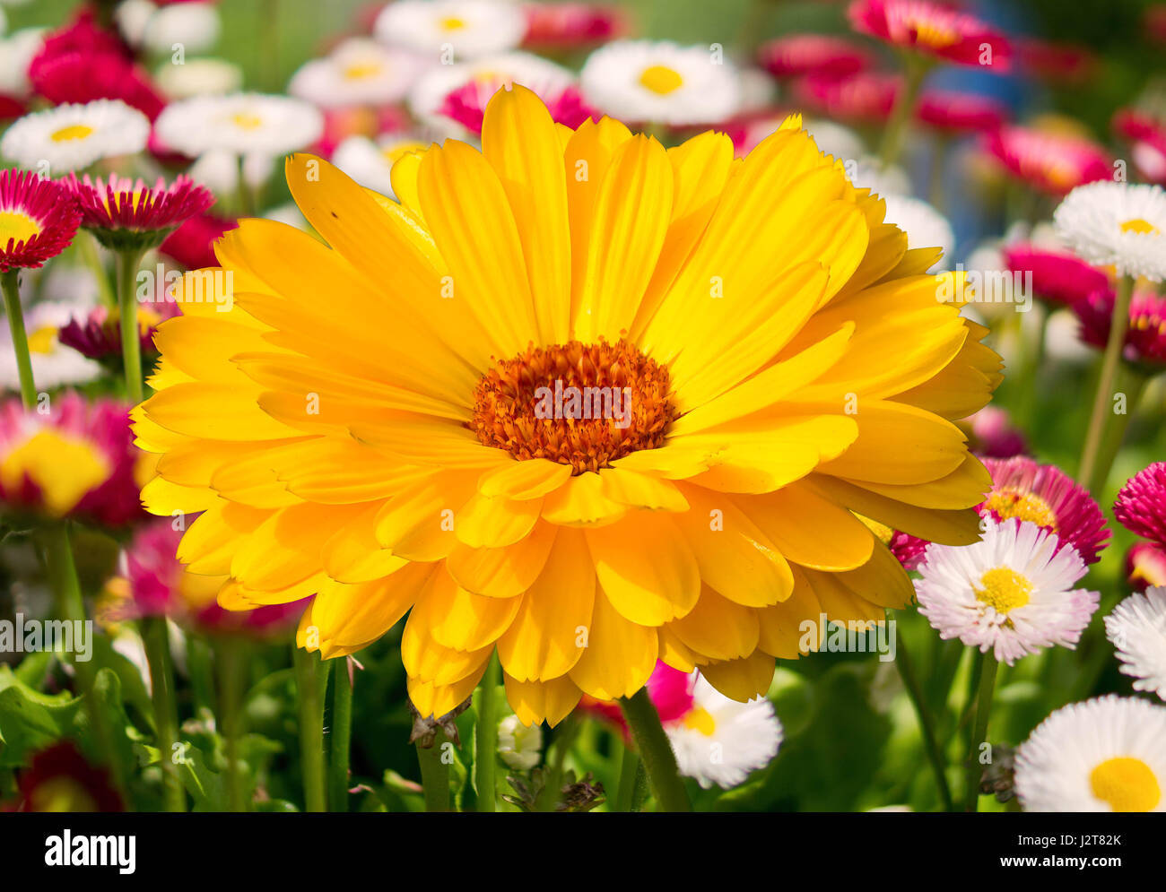 Calendula flower hi-res stock photography and images - Alamy