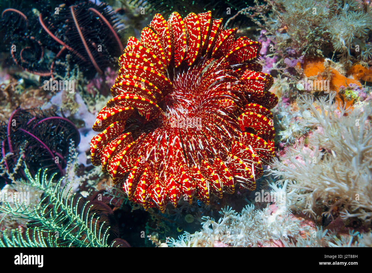 Underwater crinoid feather star hi-res stock photography and images - Alamy