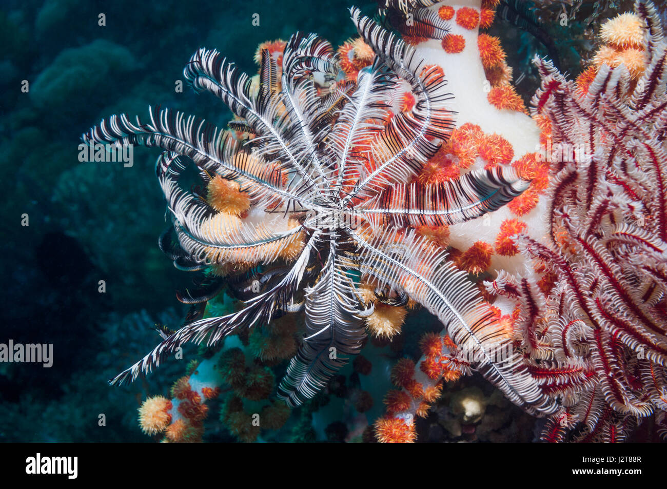 Crinoid or featherstar. Cebu, Malapascua Island, Philippines Stock ...