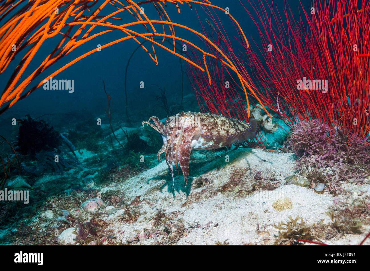 Broadbill cuttlefish [Sepia latimanus]. Cebu, Malapascua Island ...