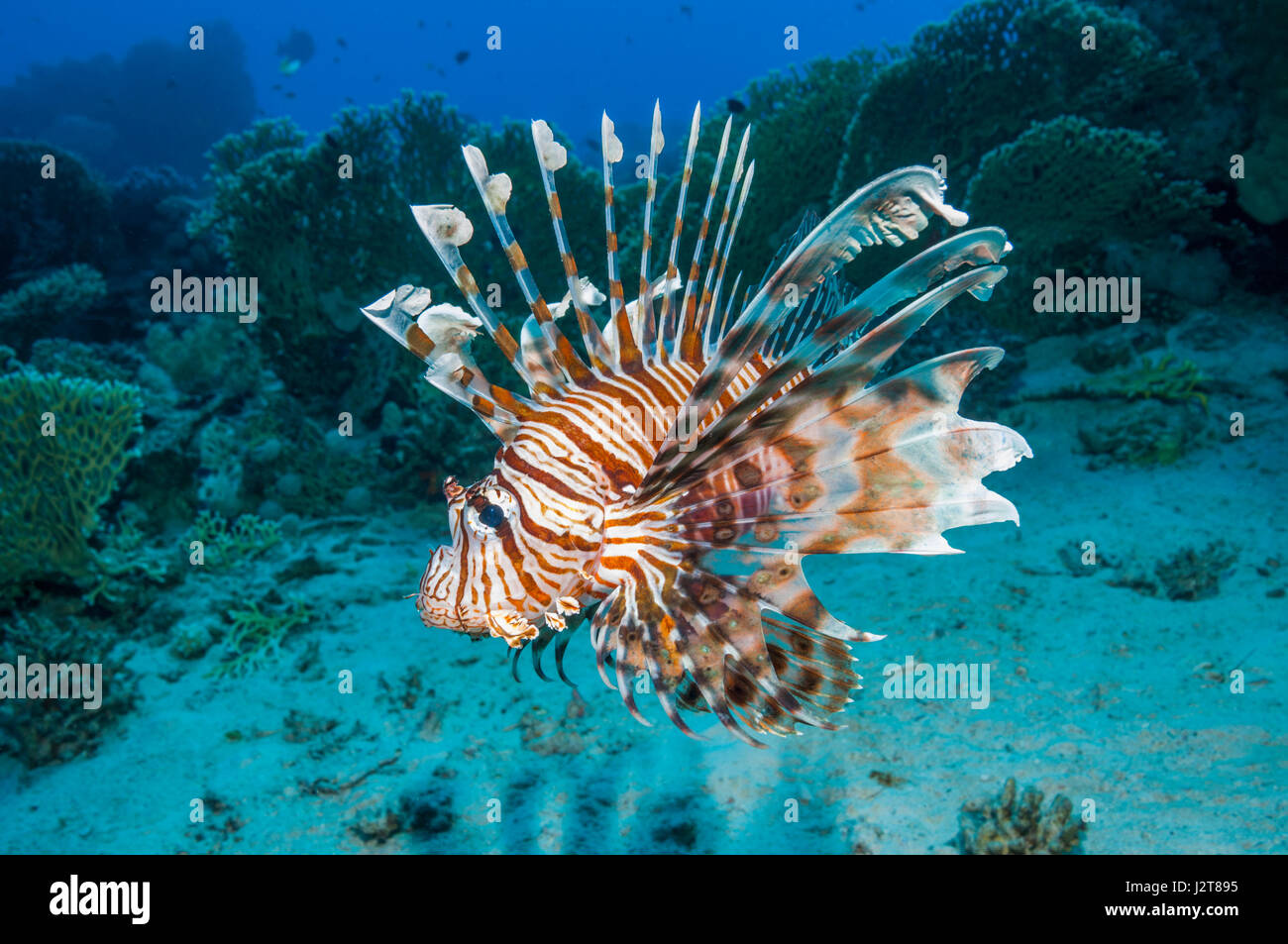 Devil fishes hi-res stock photography and images - Alamy