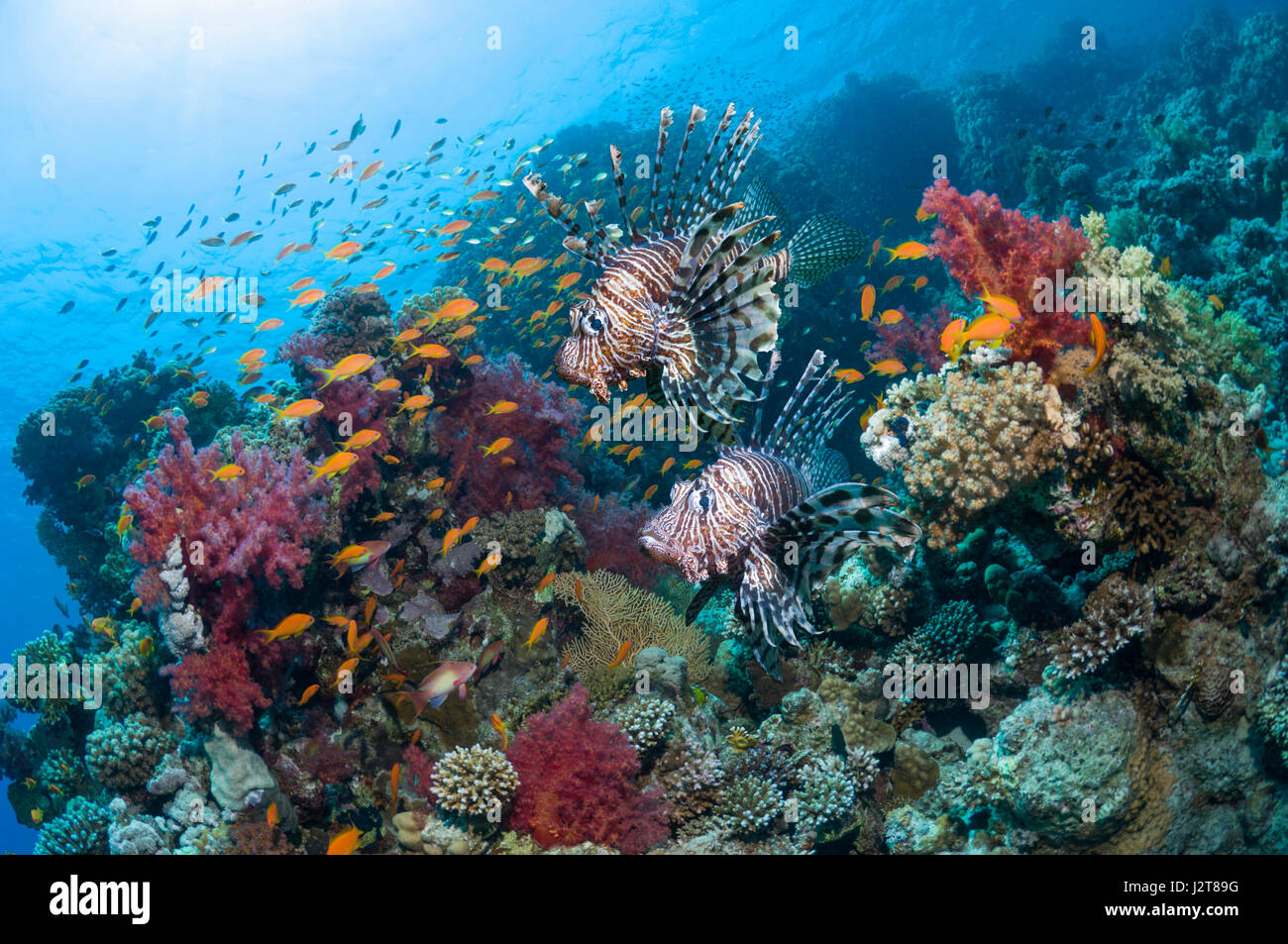 Devil fishes hi-res stock photography and images - Alamy