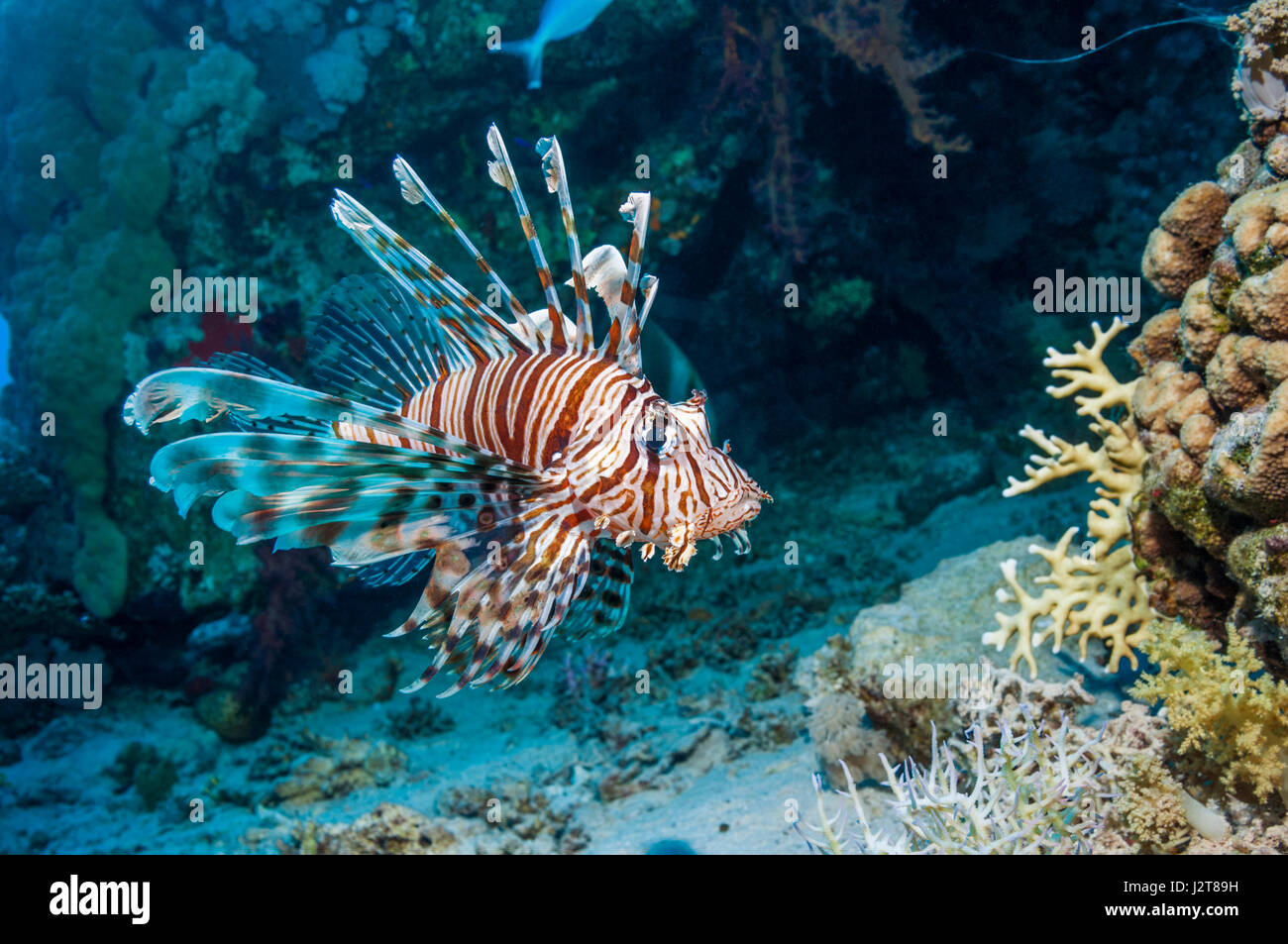 Lionfish (Pterois miles). Egypt, Red Sea Stock Photo - Alamy