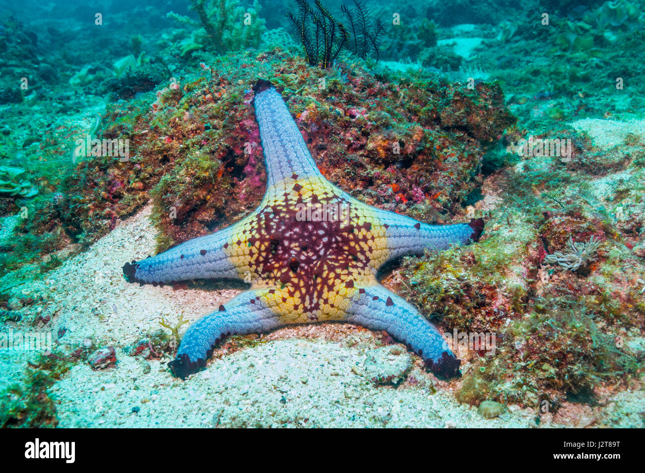 Honeycomb or Cushion starfish [Pentaceraster alveolatus]. Oreasteridae ...