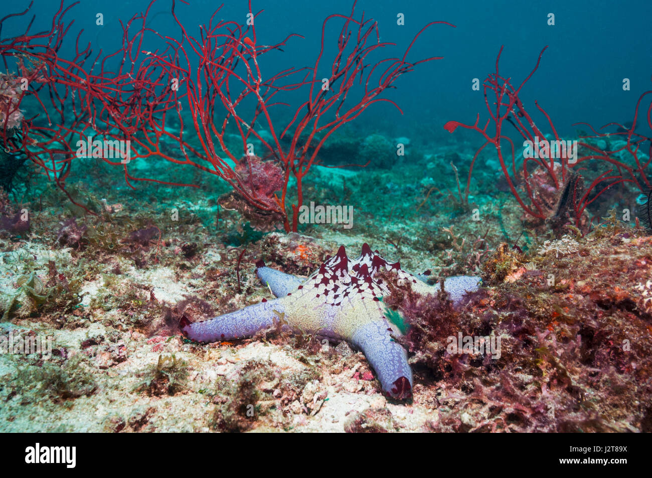 Honeycomb or Cushion starfish [Pentaceraster alveolatus]. Oreasteridae ...