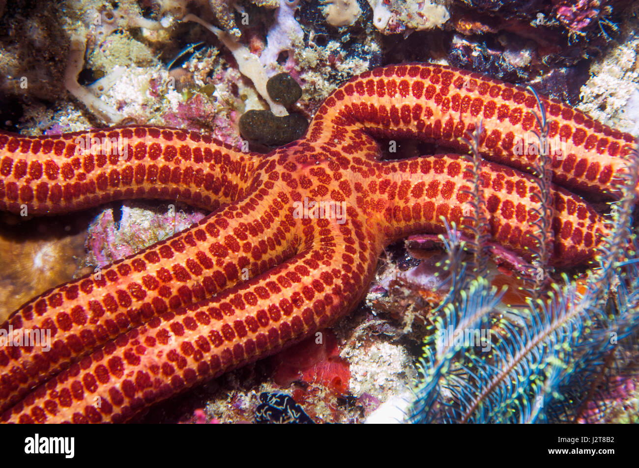 Starfish [Leiaster speciosus]. Cebu, Malapascua Island, Philippines ...