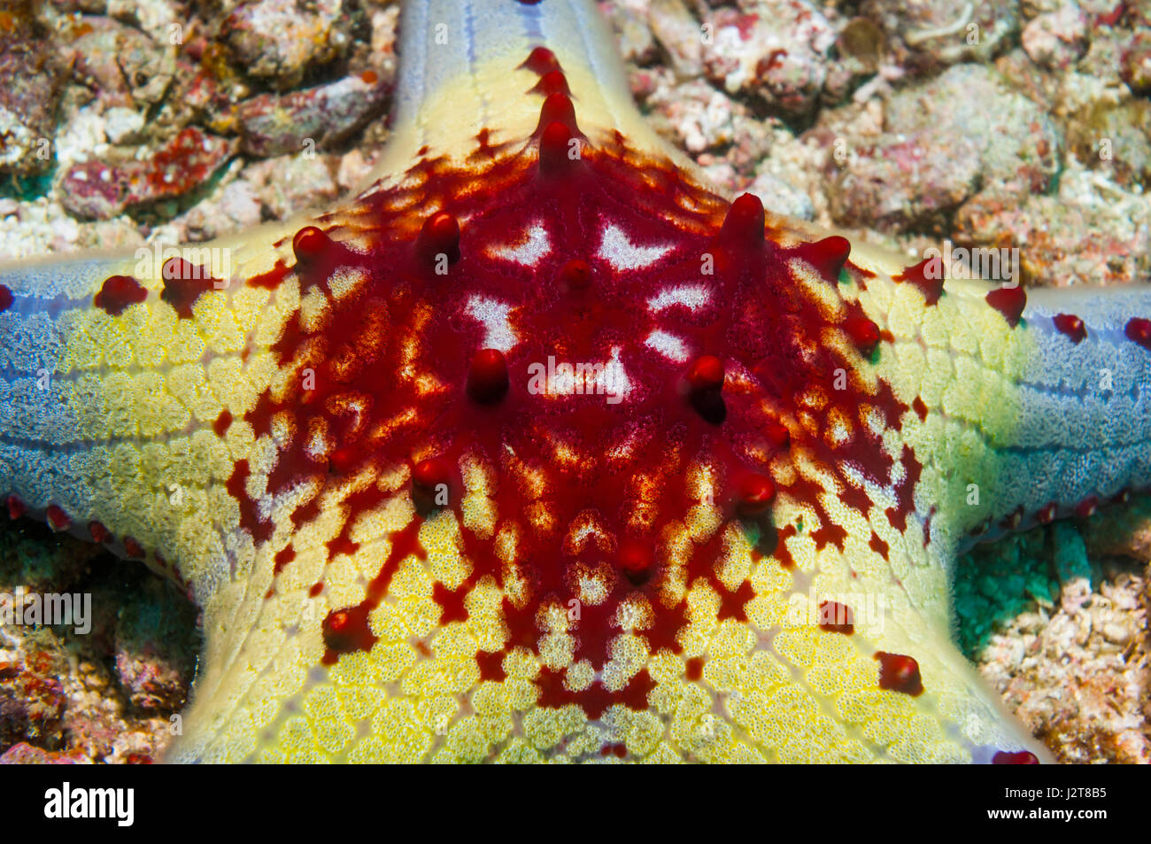 Honeycomb or Cushion starfish [Pentaceraster alveolatus]. Oreasteridae ...