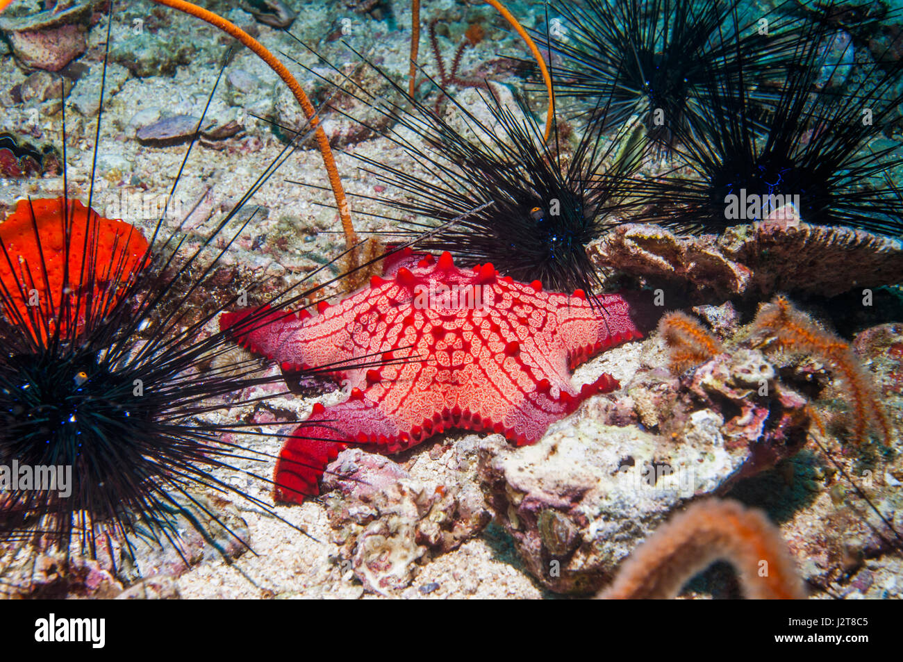 Honeycomb or Cushion starfish [Pentaceraster alveolatus and Longspine ...