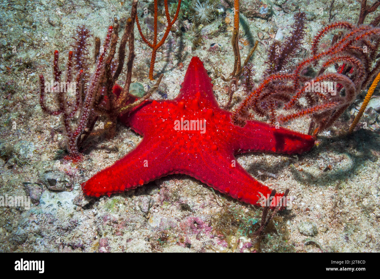 Red Cushion Sea Star High Resolution Stock Photography and Images - Alamy