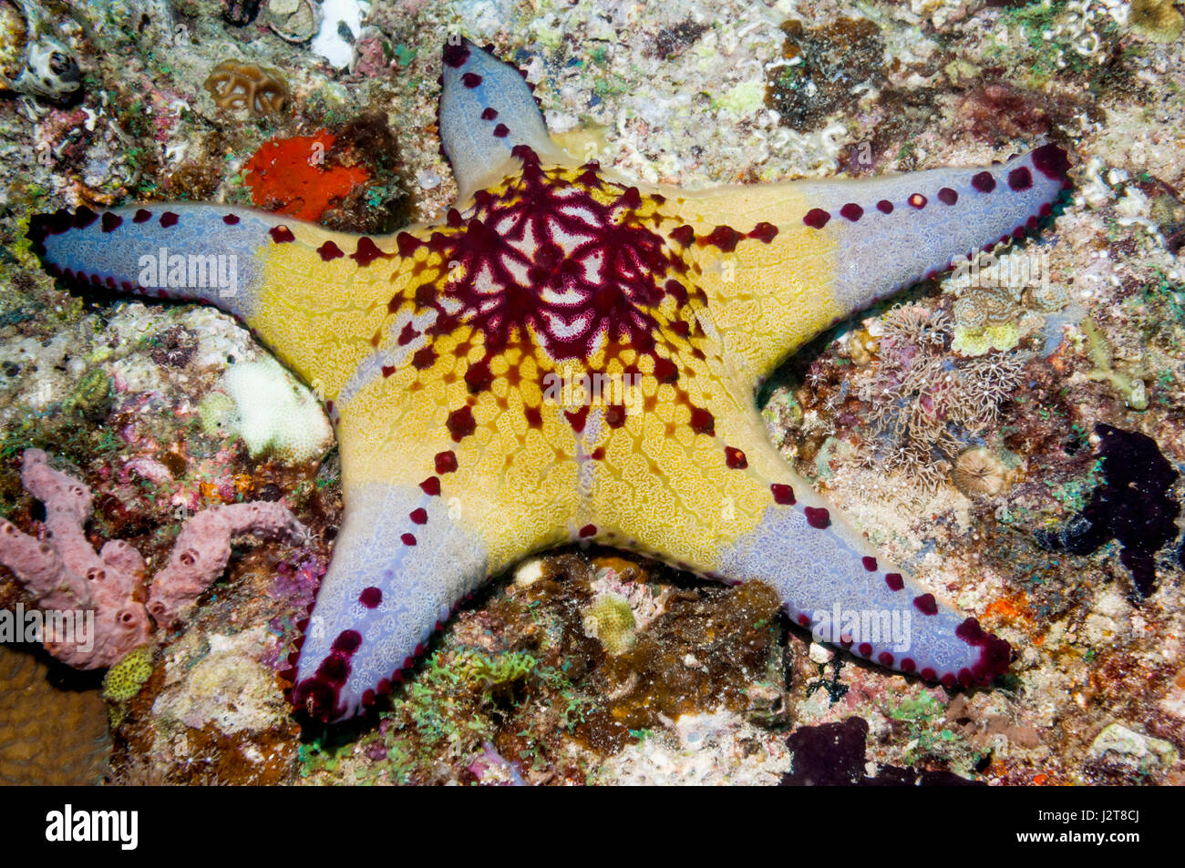Honeycomb or Cushion starfish [Pentaceraster alveolatus]. Oreasteridae ...