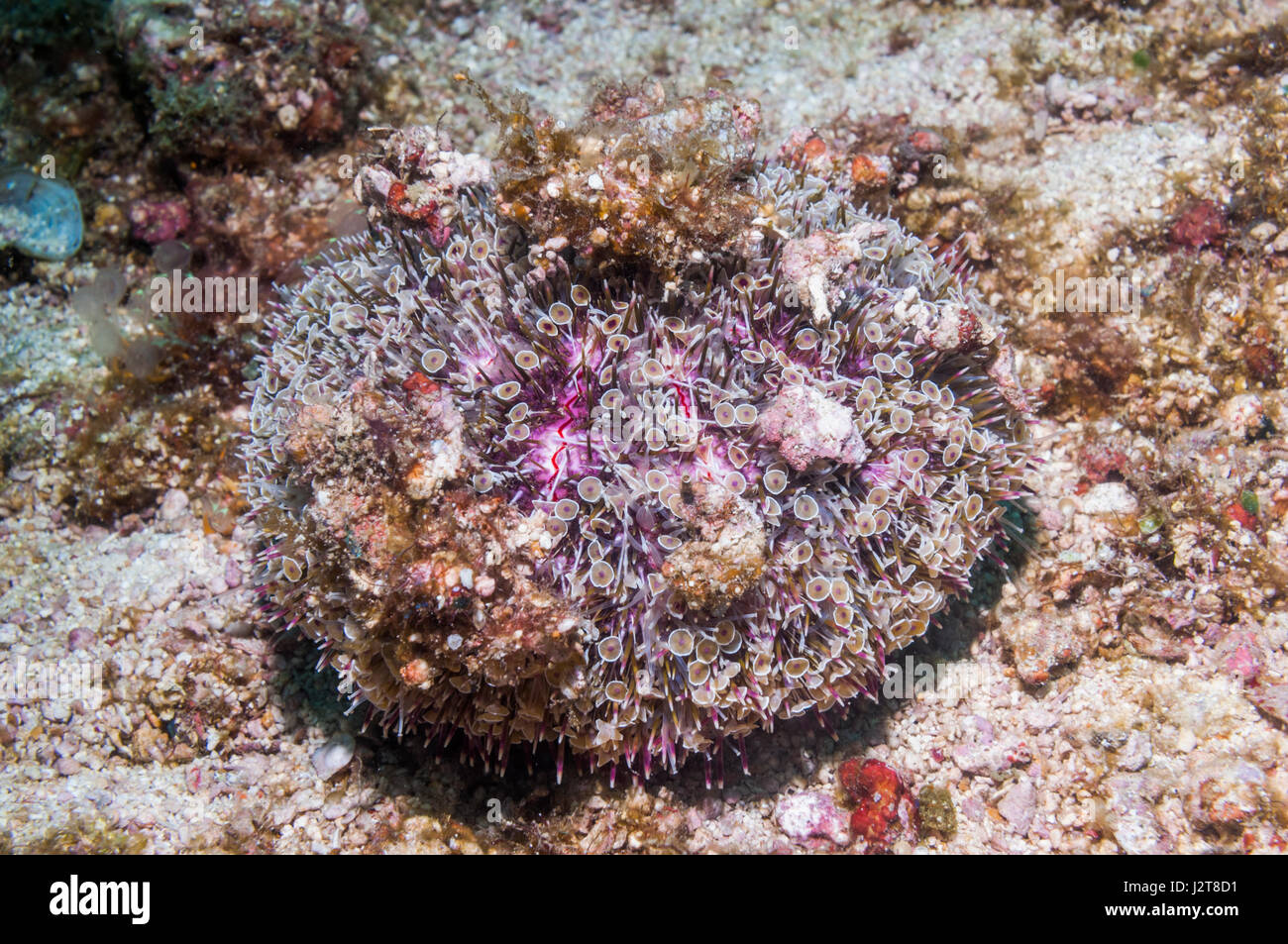 Flower Urchin High Resolution Stock Photography and Images - Alamy