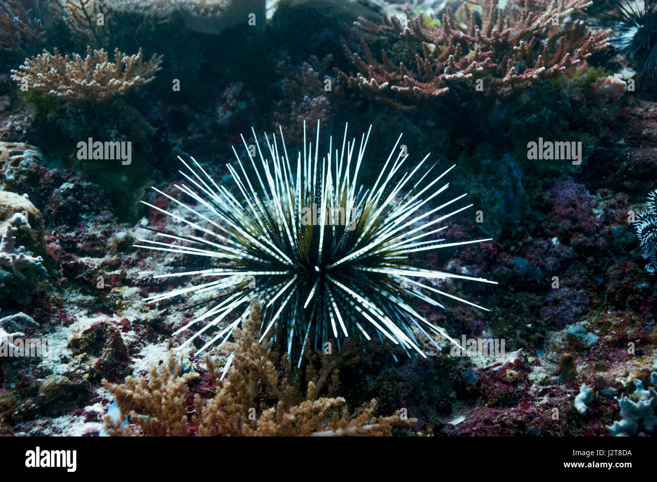 Calamari urchin [Echinothrix calamaris]. Cebu, Malapascua Island ...