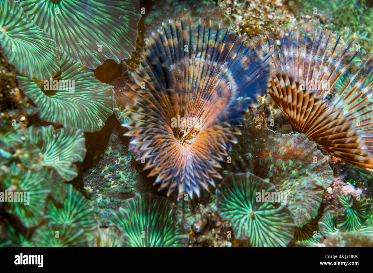 Indian fan worm [Sabellastarte indica]. Cebu, Malapascua Island ...